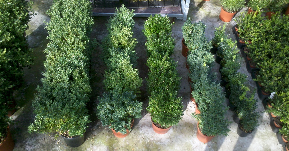 diverse_struiken - PietBuxus