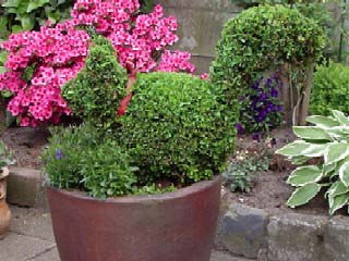 jos_van_riel_kat - PietBuxus