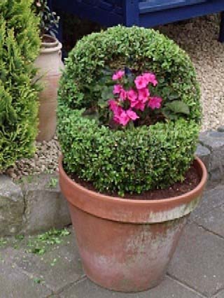 jos_van_riel_mand - PietBuxus