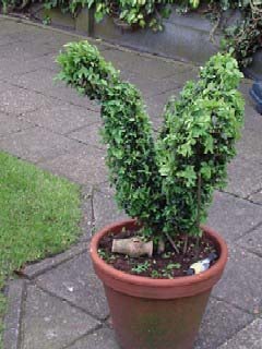 jos_van_riel_pauw - PietBuxus